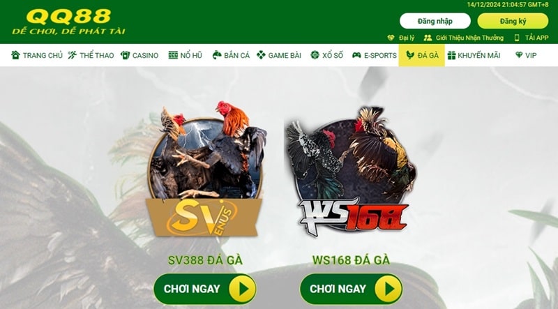Đá gà QQ88 | Trang đá gà trực tiếp Thomo hàng đầu thế giới